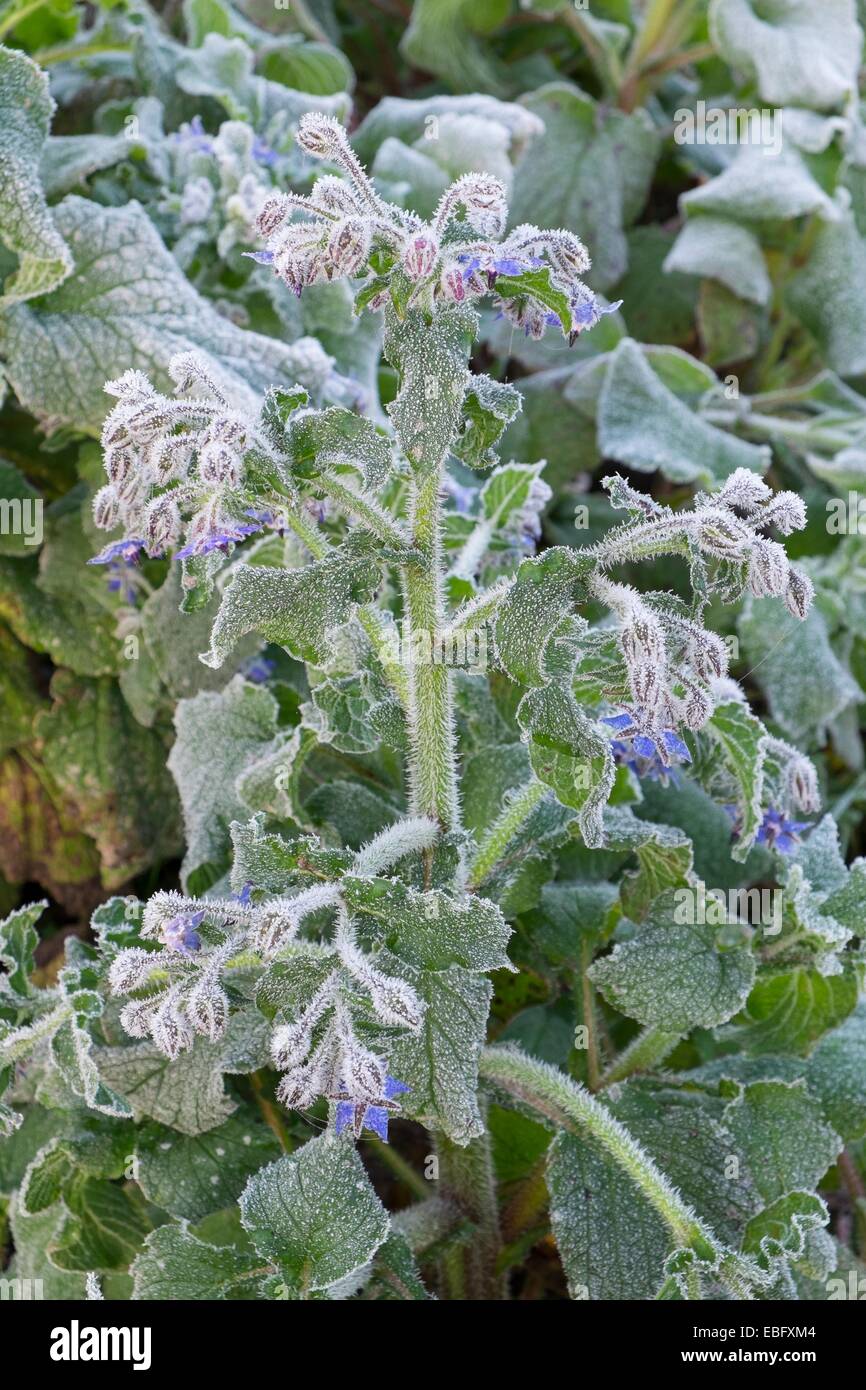 Borage Leaves