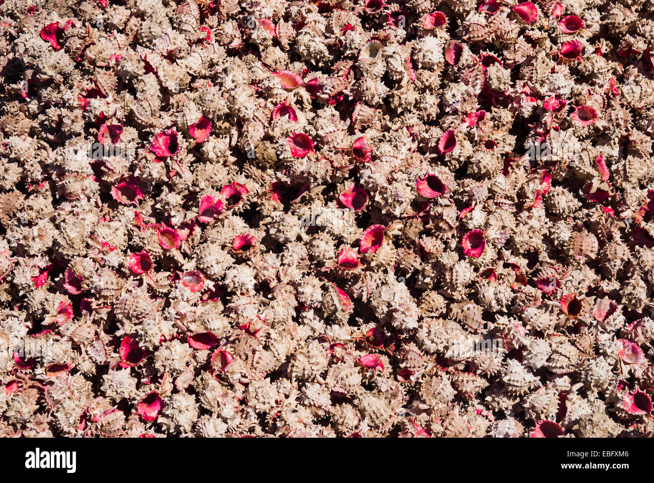 Pretty pink shells on a Mexican beach Stock Photo - Alamy