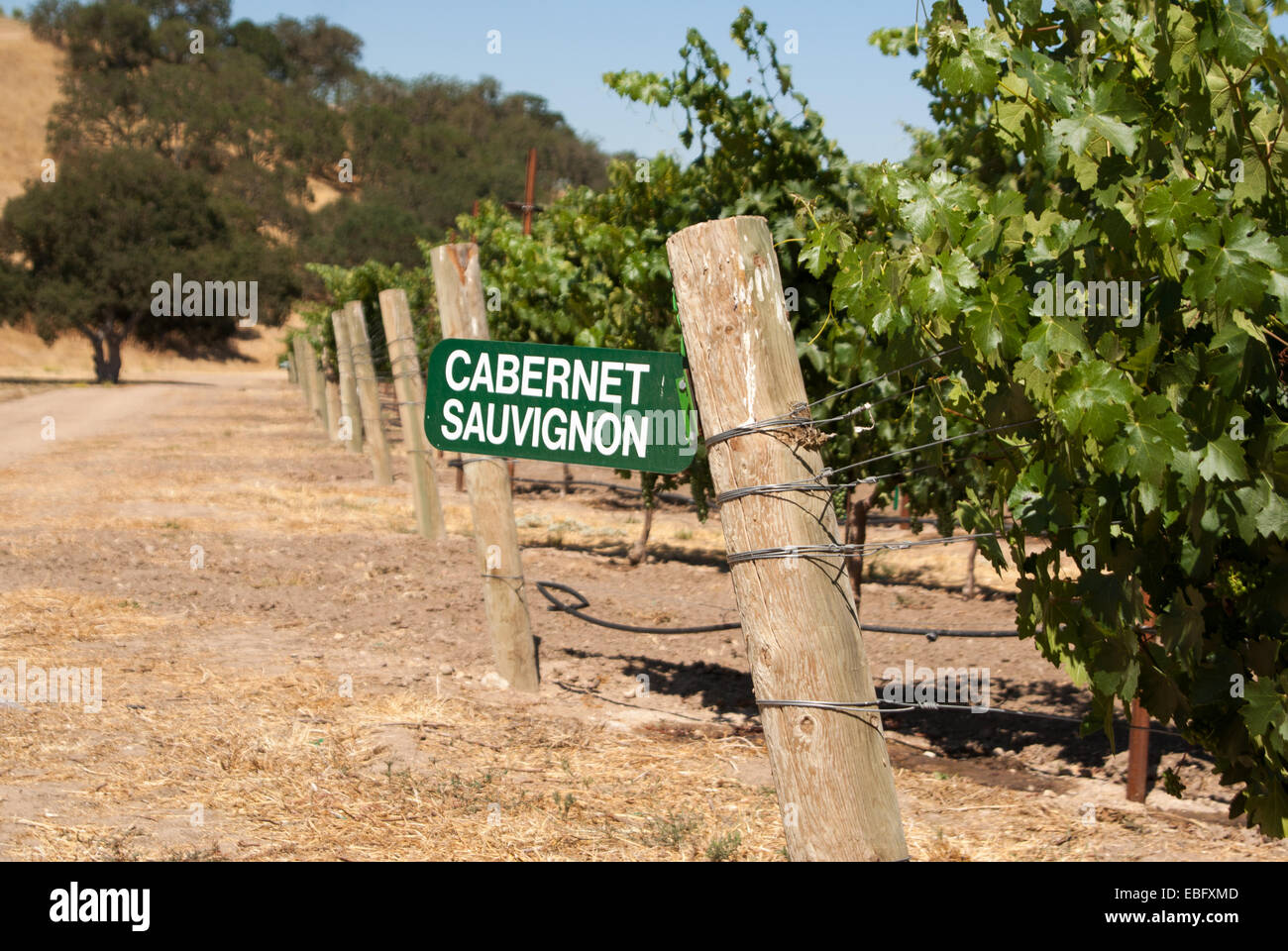 Sign for Cabernet Sauvignon grapes in California wine country Stock ...