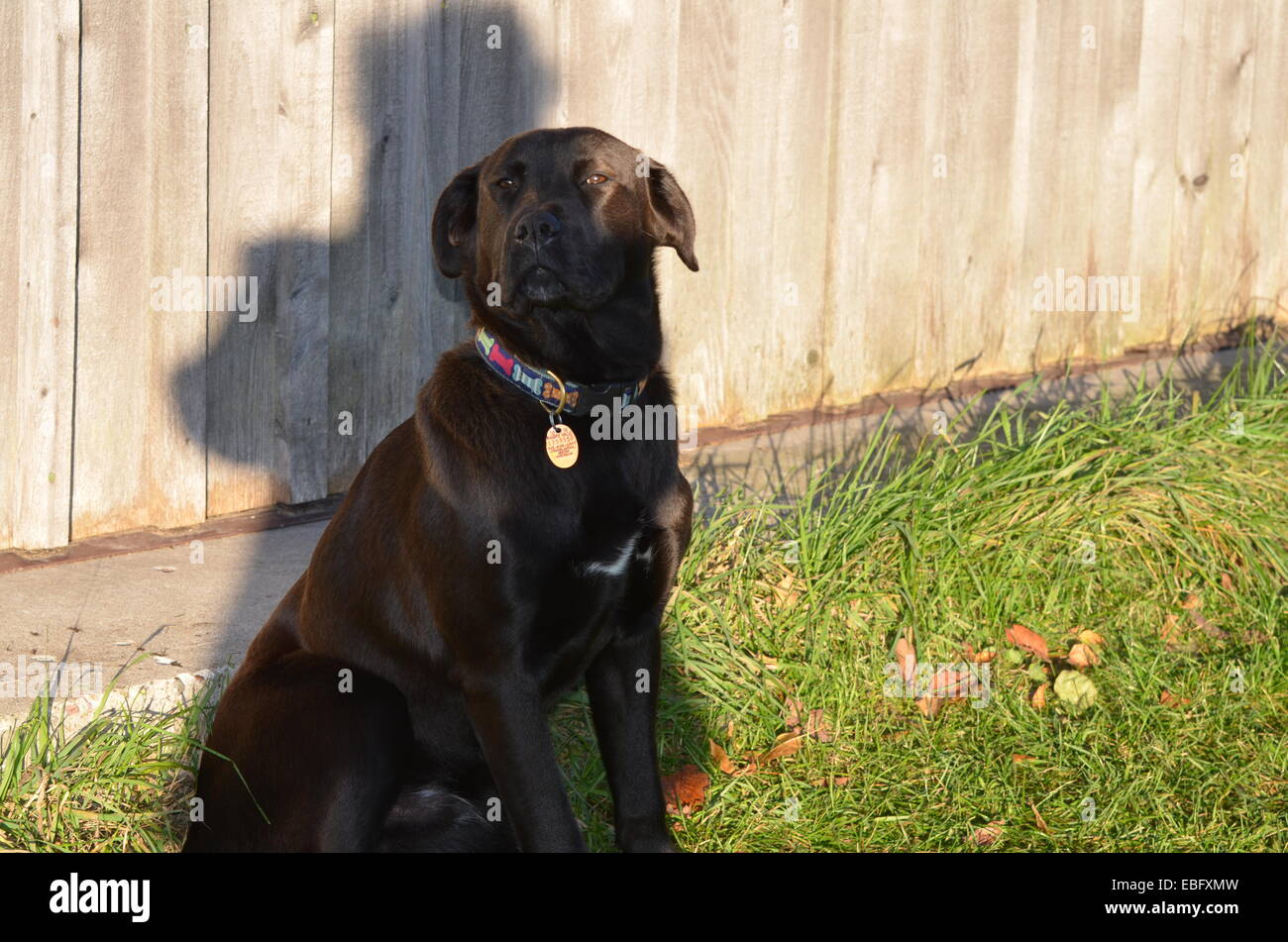 Human looking at dog hi-res stock photography and images - Alamy