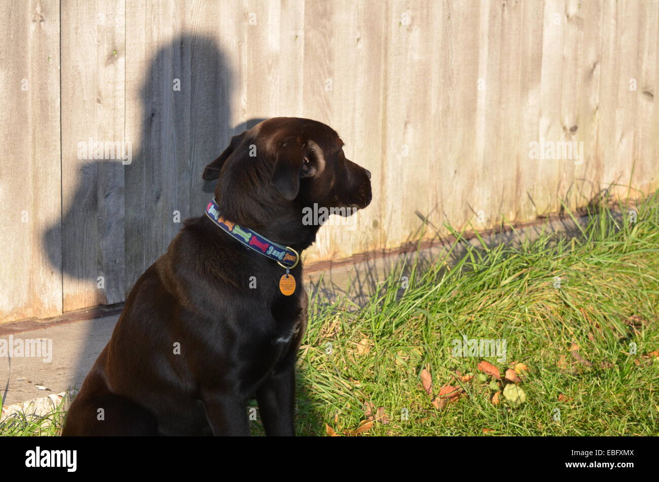 Toby the dog hi-res stock photography and images - Alamy