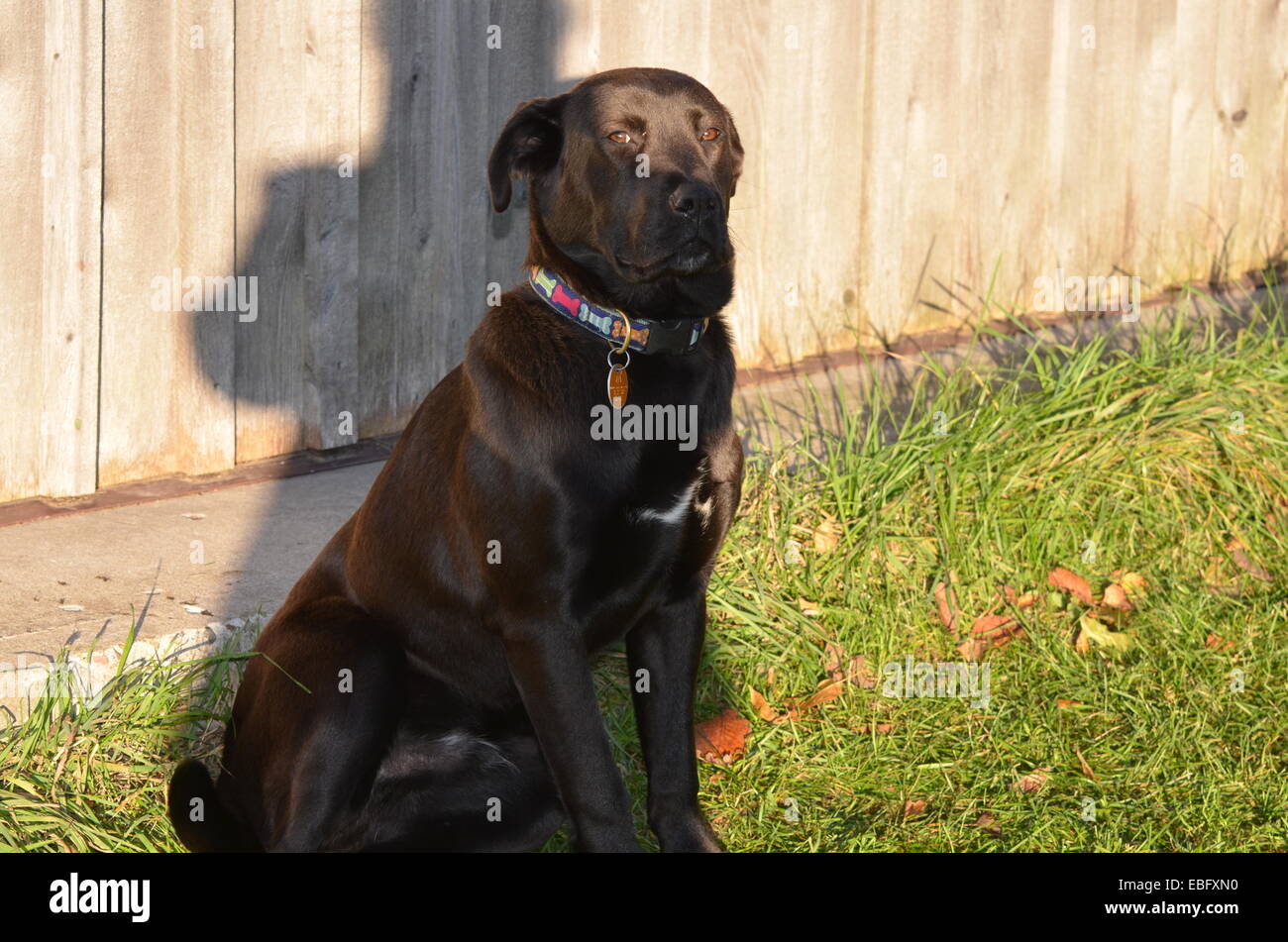 dog with owner's shadow Stock Photo - Alamy