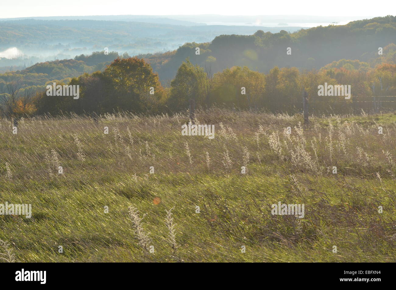 Hillside trees hi-res stock photography and images - Alamy