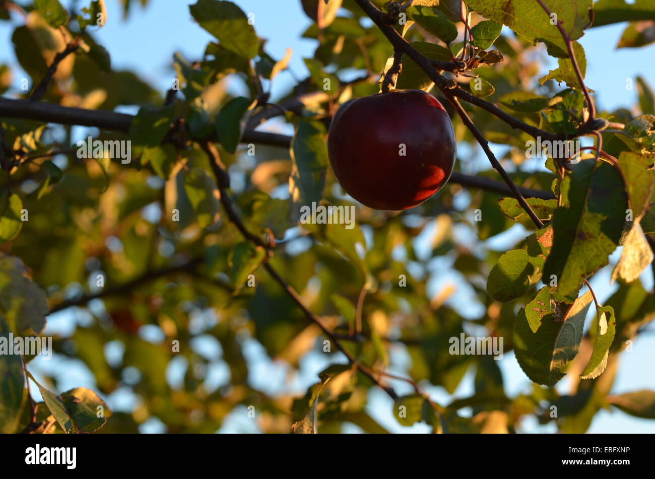 apple high in tree Stock Photo - Alamy