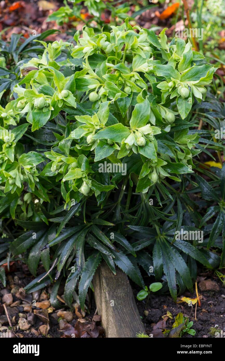 Helleborus foetidus, known variously as stinking hellebore Stock Photo ...
