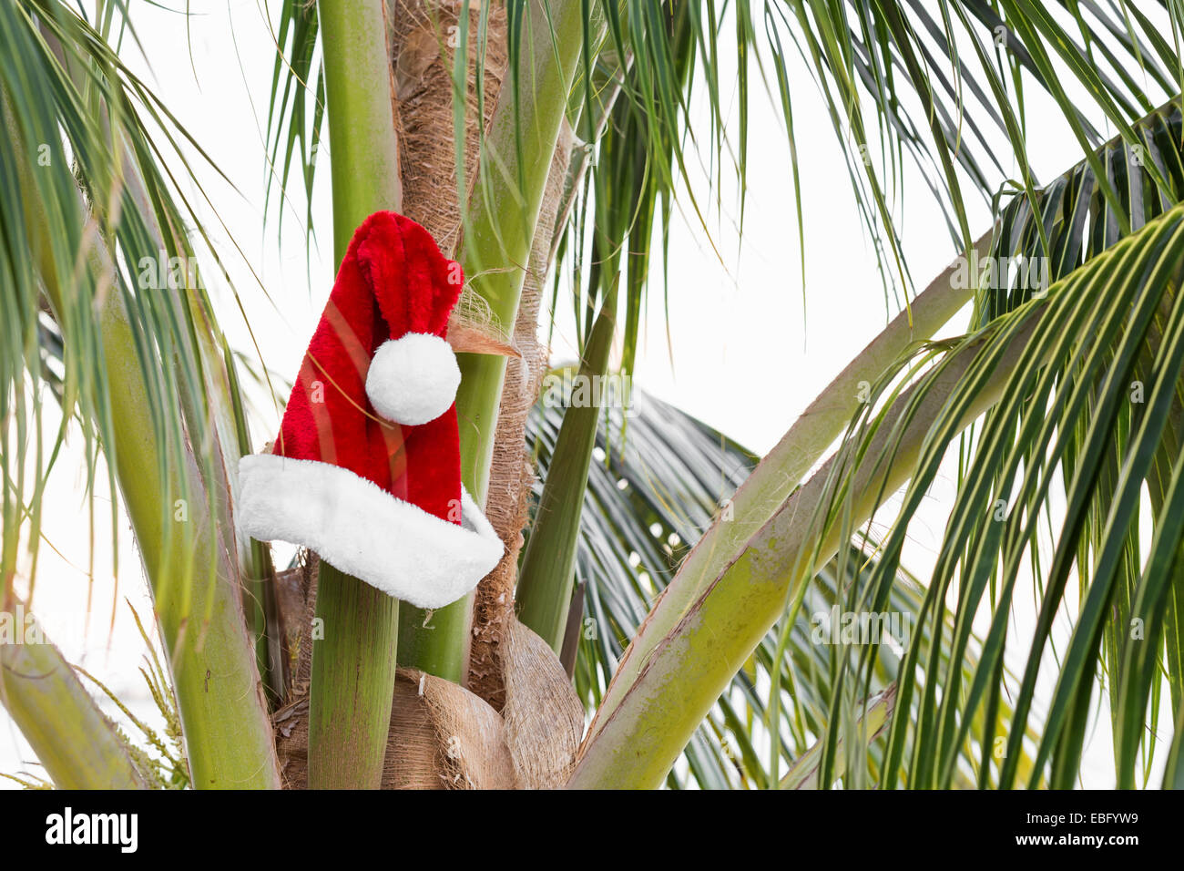Coconut tree christmas hi-res stock photography and images - Alamy