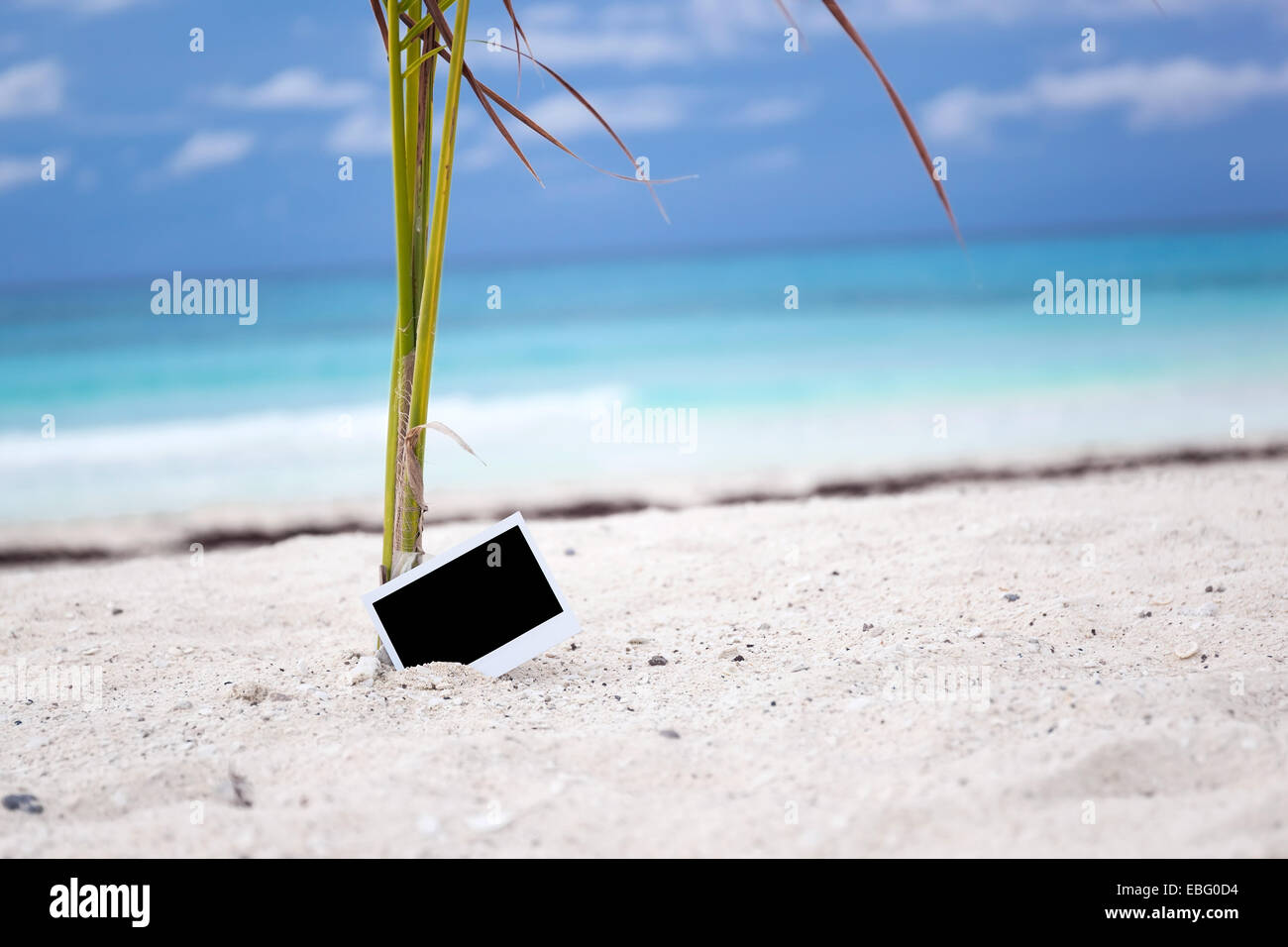 Empty photo card on sandy beach near young palm tree. Memory Travel ...