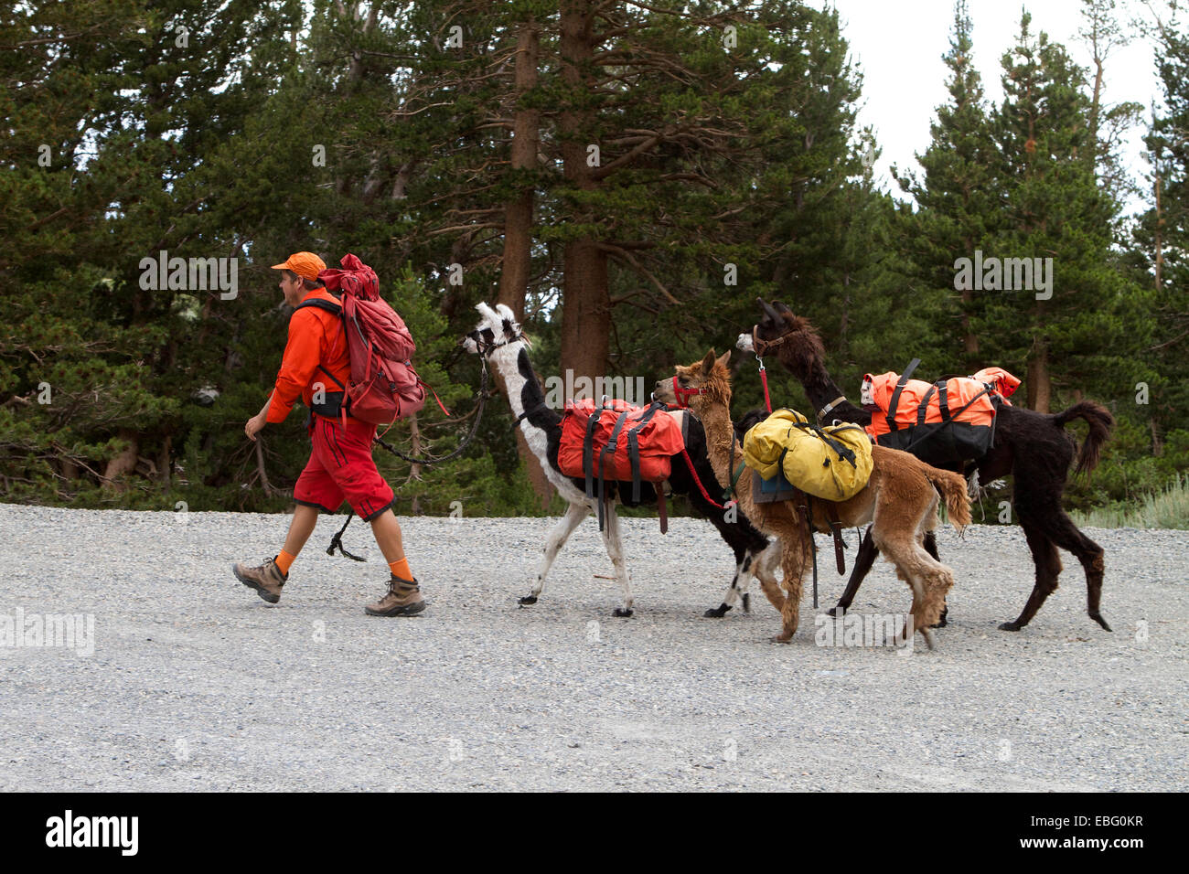 A man leading 3 alpacas loaded with camping gear to a trail head at ...