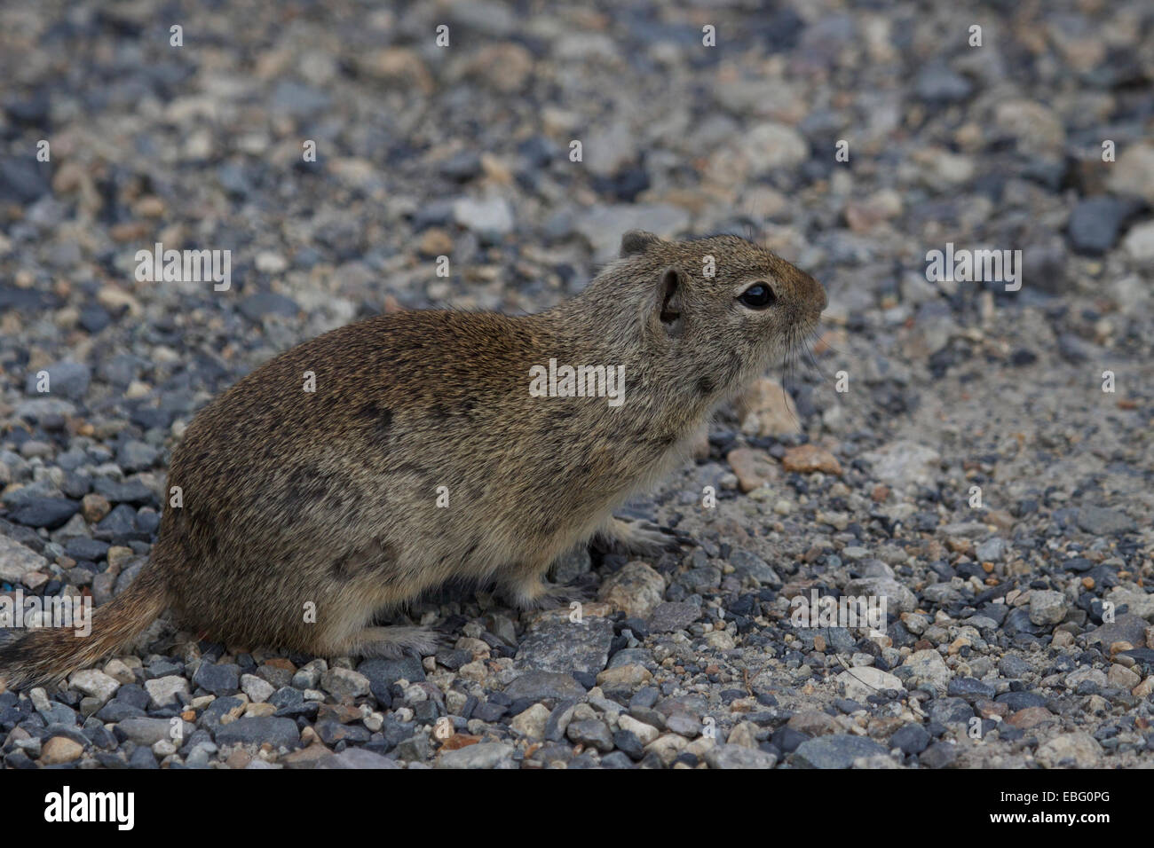 A pica in the Sierra Nevada Mountains California USA Stock Photo - Alamy