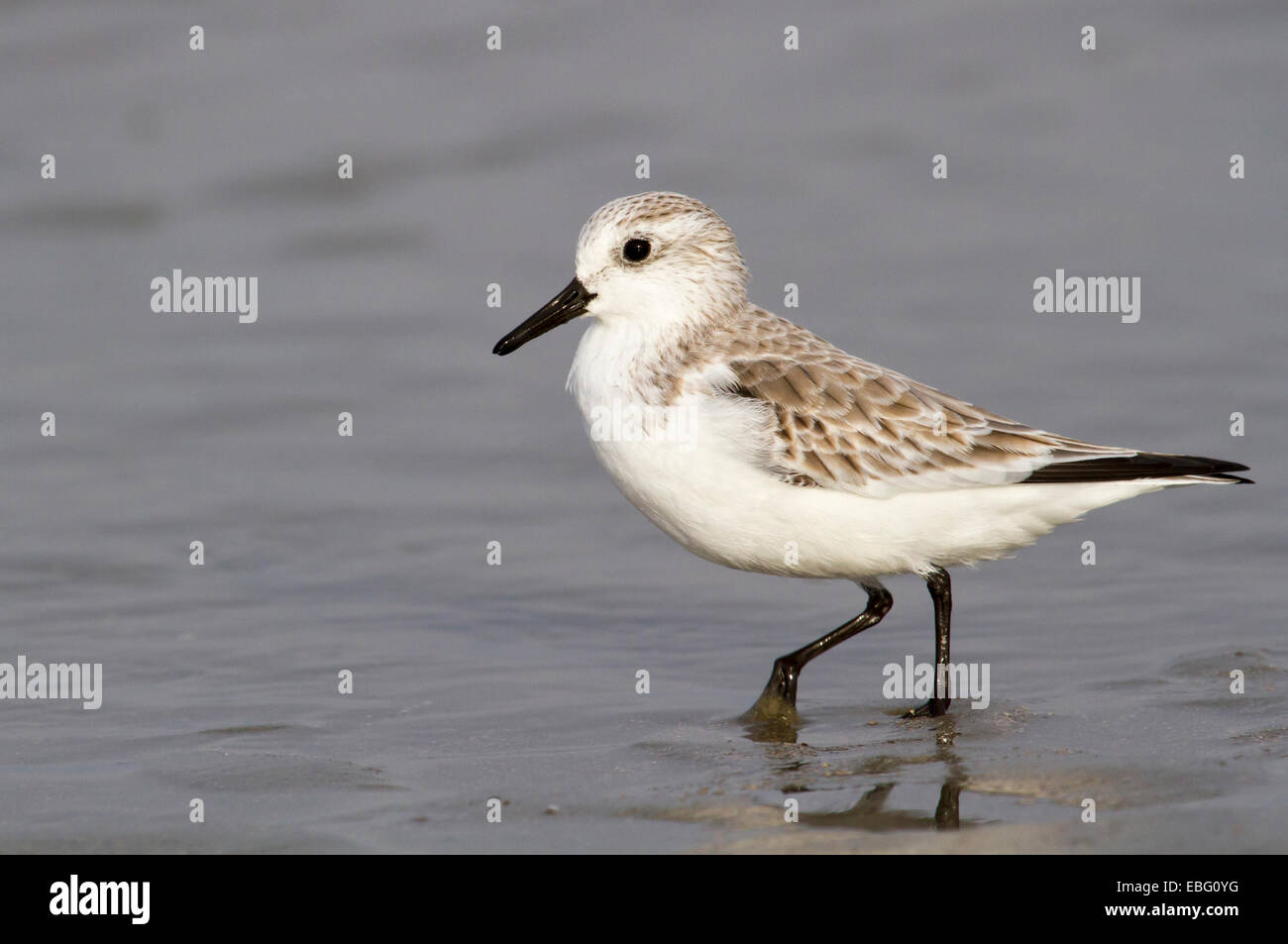 Sanderling (Calidris alba) in winter plumage on the ocean coast ...