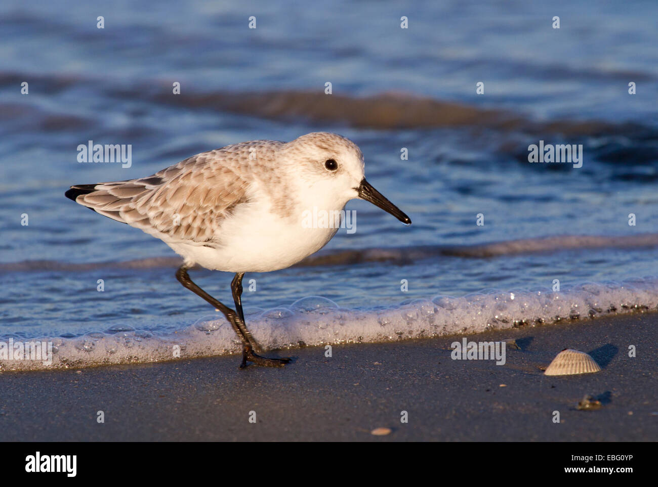 Sanderling in winter plumage hi-res stock photography and images - Alamy