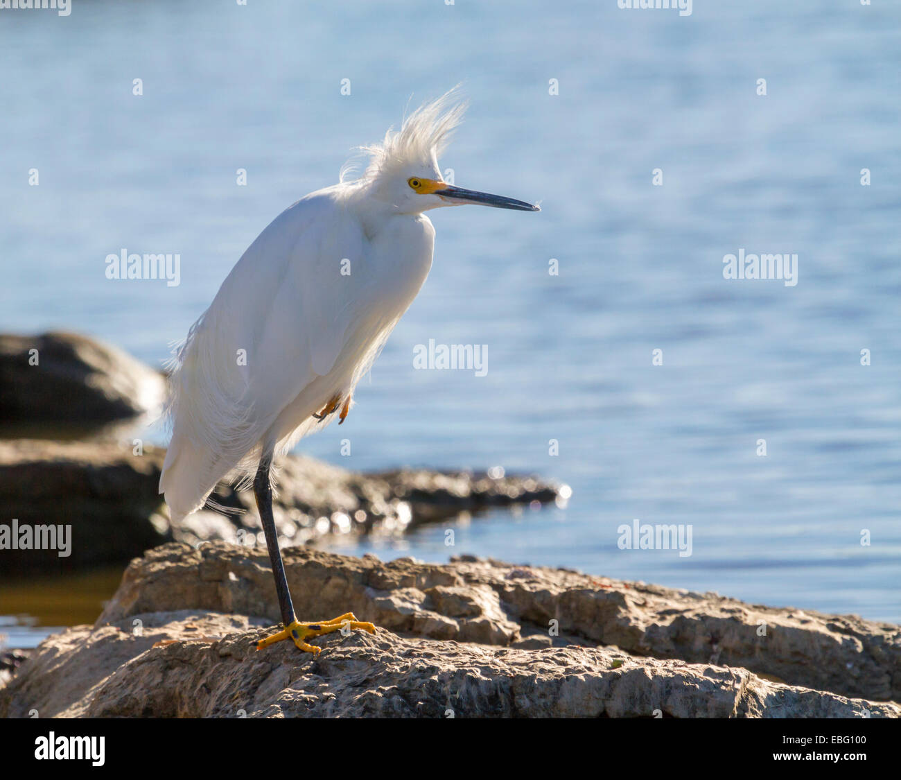 Snowy egret (Egretta thula) at a windy day, Galveston, Texas, USA Stock ...
