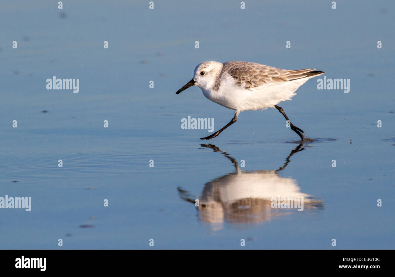 Sanderling in winter plumage hi-res stock photography and images - Alamy