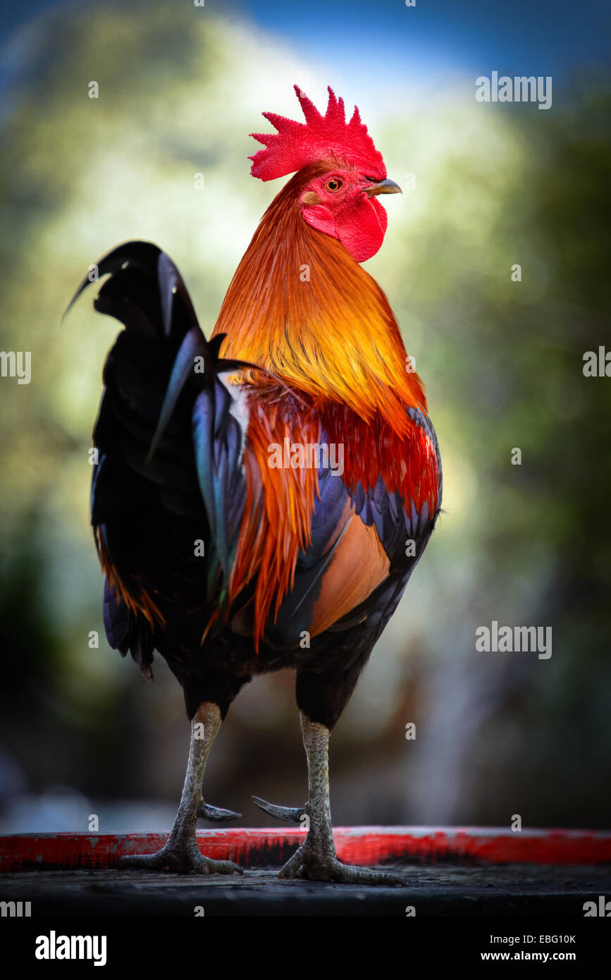 Close-up of a colorful rooster, Key West, Monroe County, Florida, USA ...