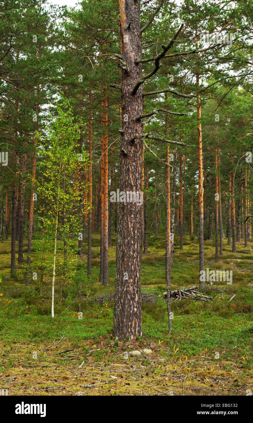 Pine forest landscape Stock Photo - Alamy