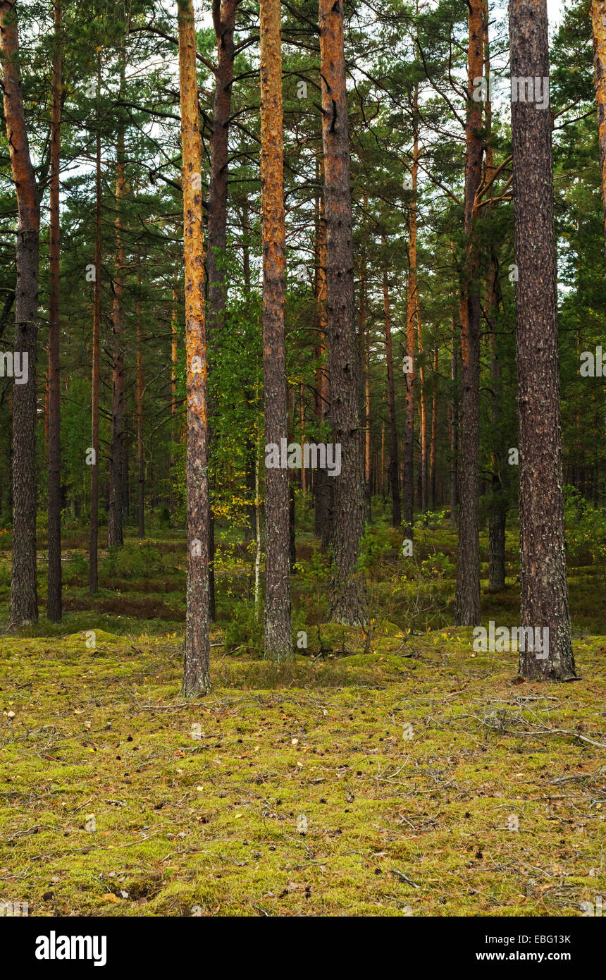 Pine forest landscape Stock Photo - Alamy