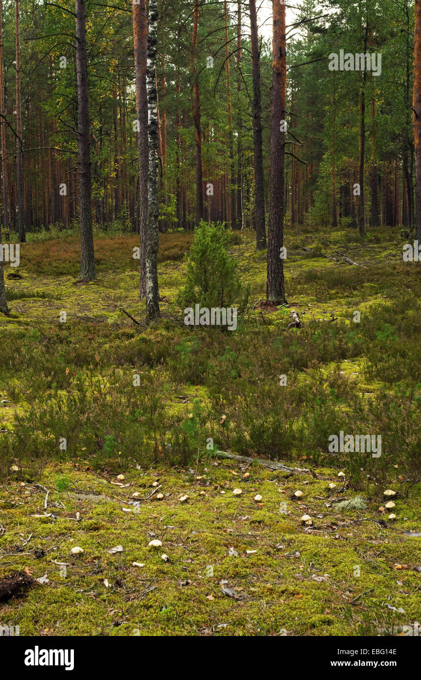 Pine forest landscape. Gypsy mushrooms grow in a moss Stock Photo - Alamy