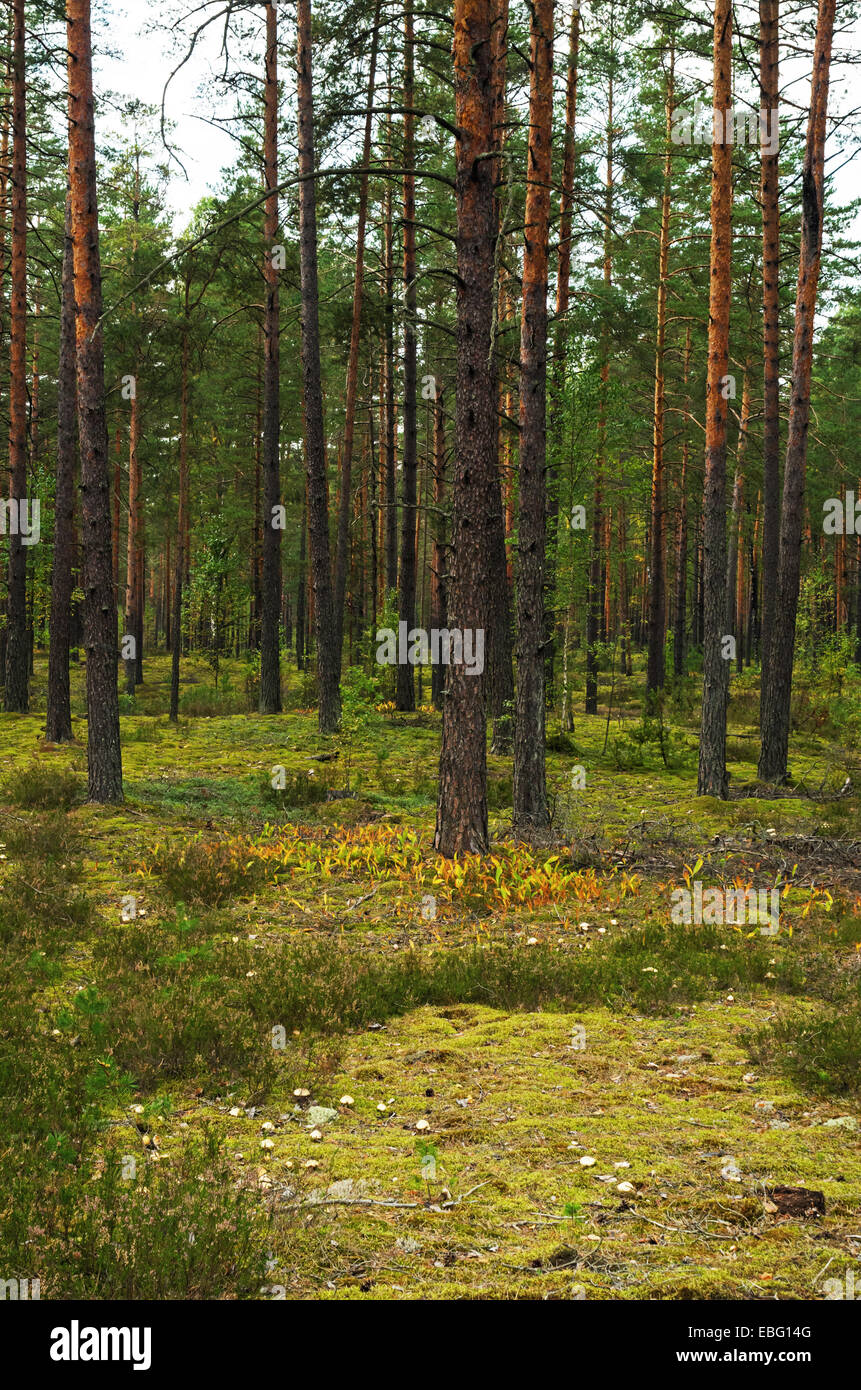 Pine forest landscape. Gypsy mushrooms grow in a moss Stock Photo - Alamy