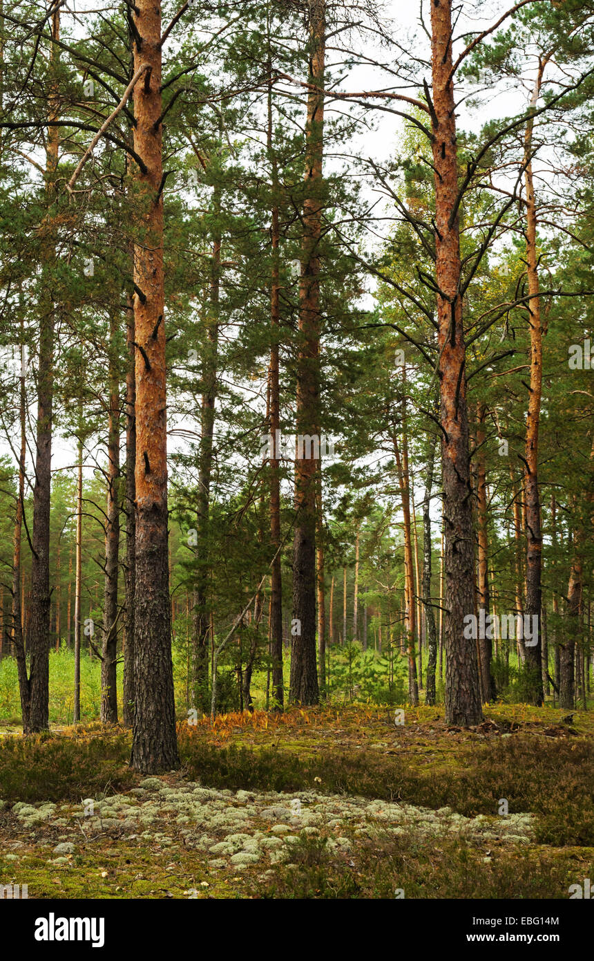 Pine forest landscape Stock Photo - Alamy