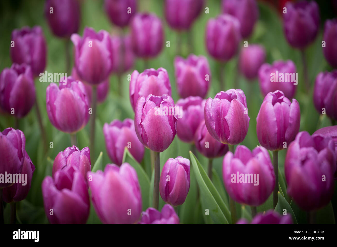 Pella tulip festival hi-res stock photography and images - Alamy