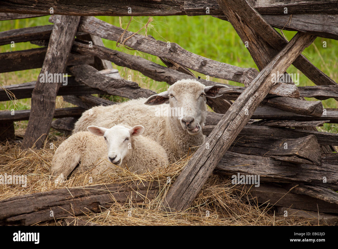 Sheep in pen hi-res stock photography and images - Alamy