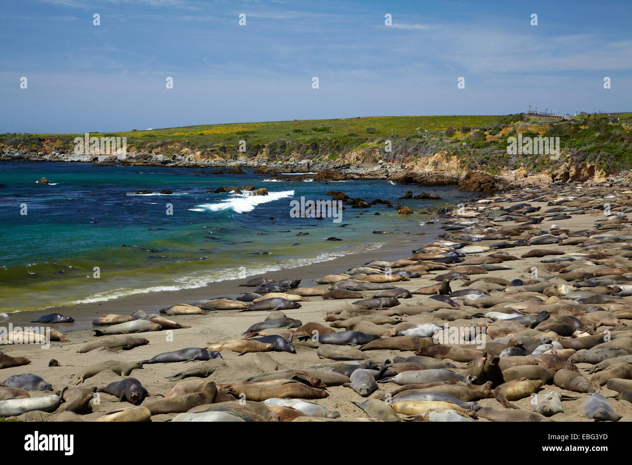 Piedras Blancas Northern Elephant Seal rookery, Pacific Coast Highway ...