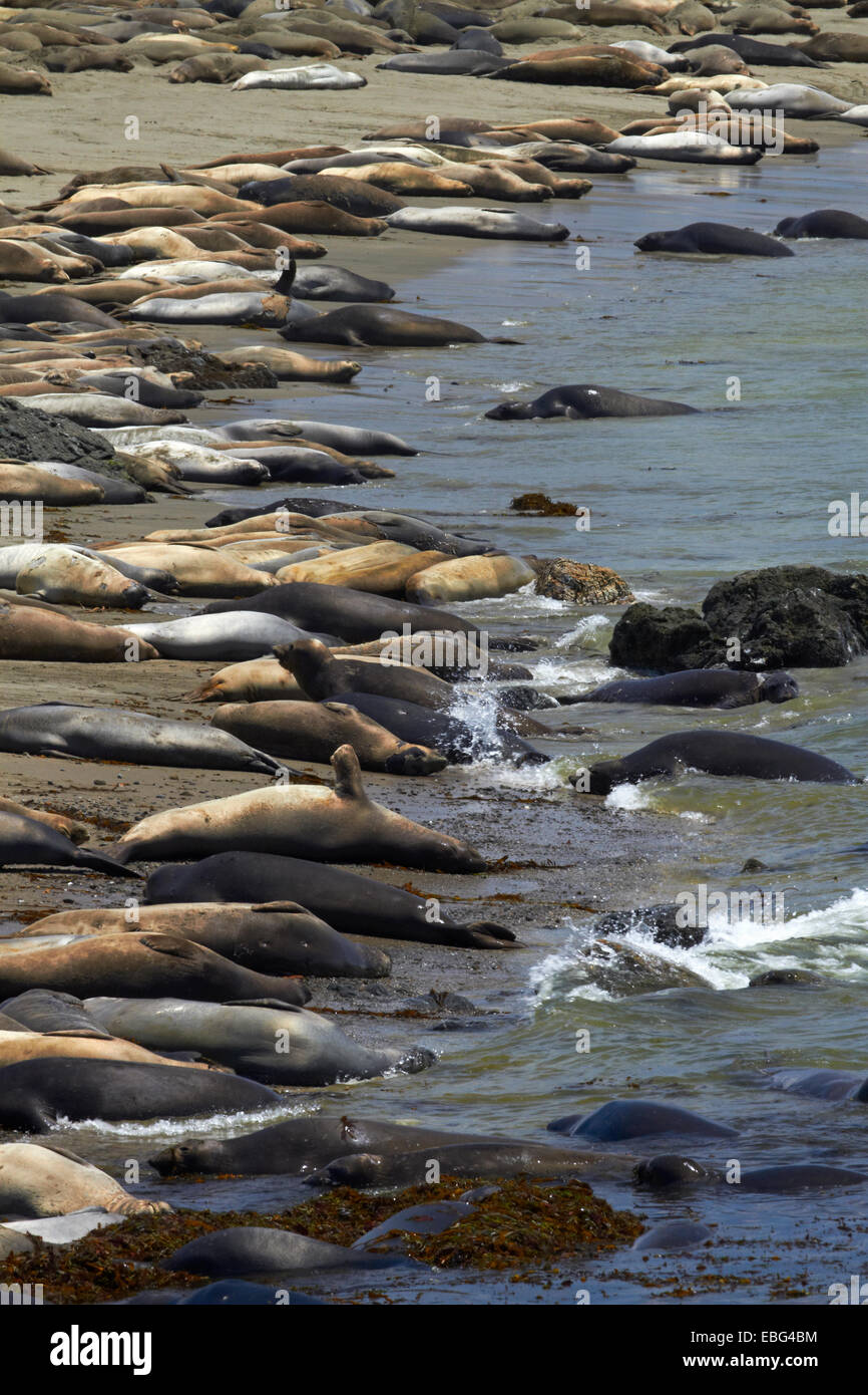 Piedras Blancas Northern Elephant Seal rookery, Pacific Coast Highway ...