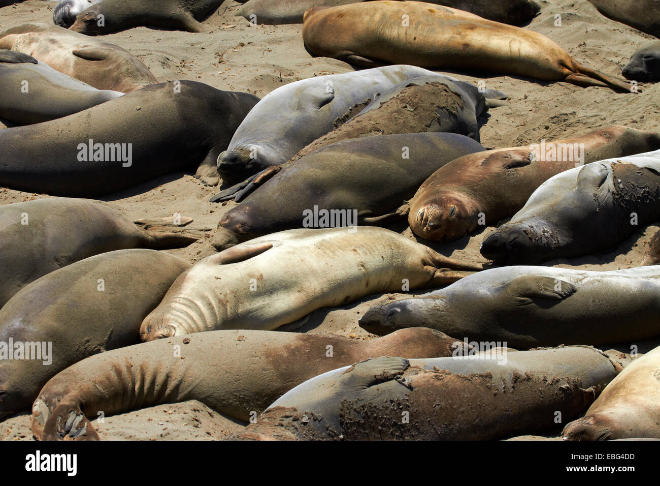Piedras Blancas Northern Elephant Seal rookery, Pacific Coast Highway ...