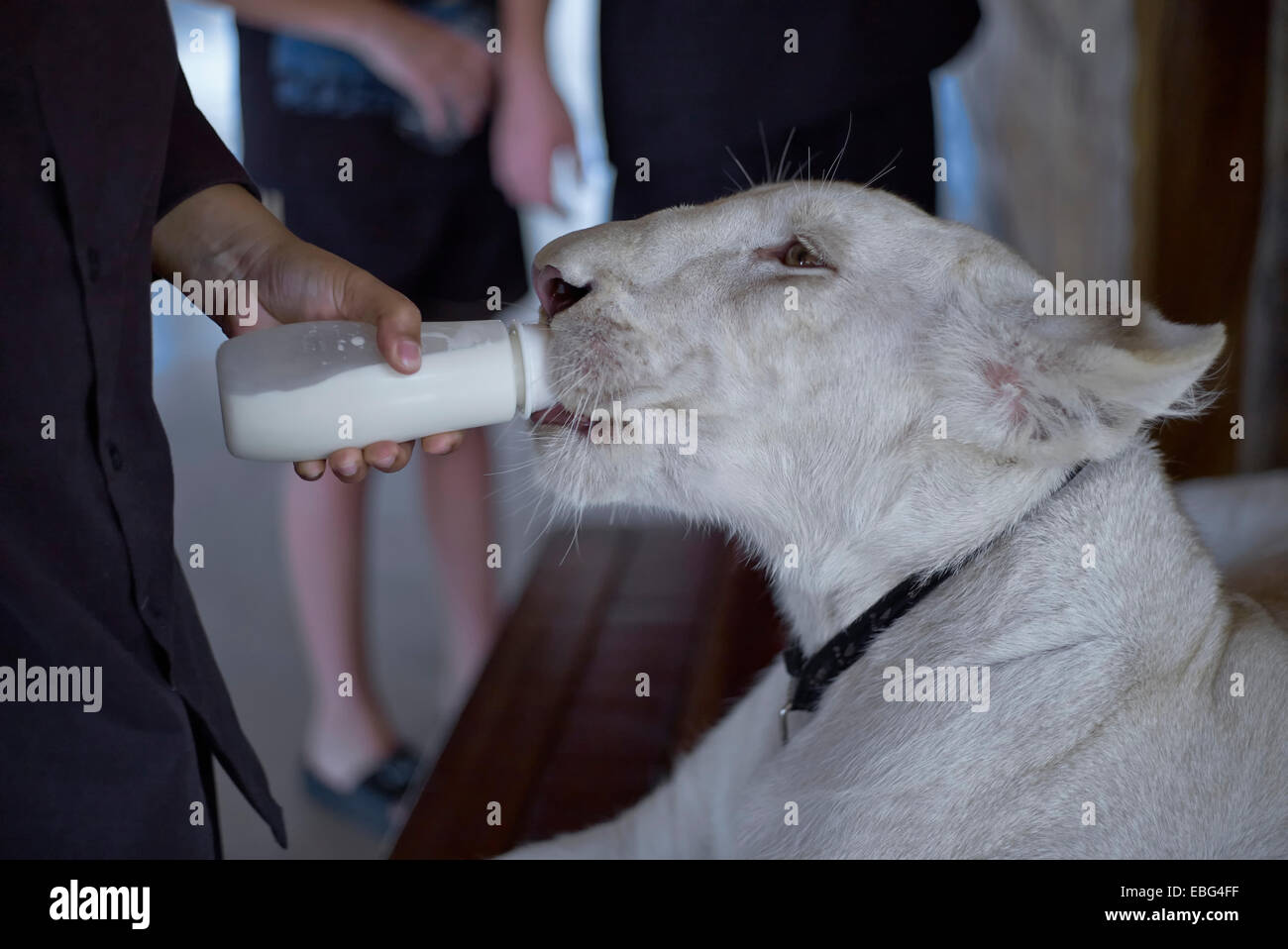 Hand feeding lion hi-res stock photography and images - Alamy