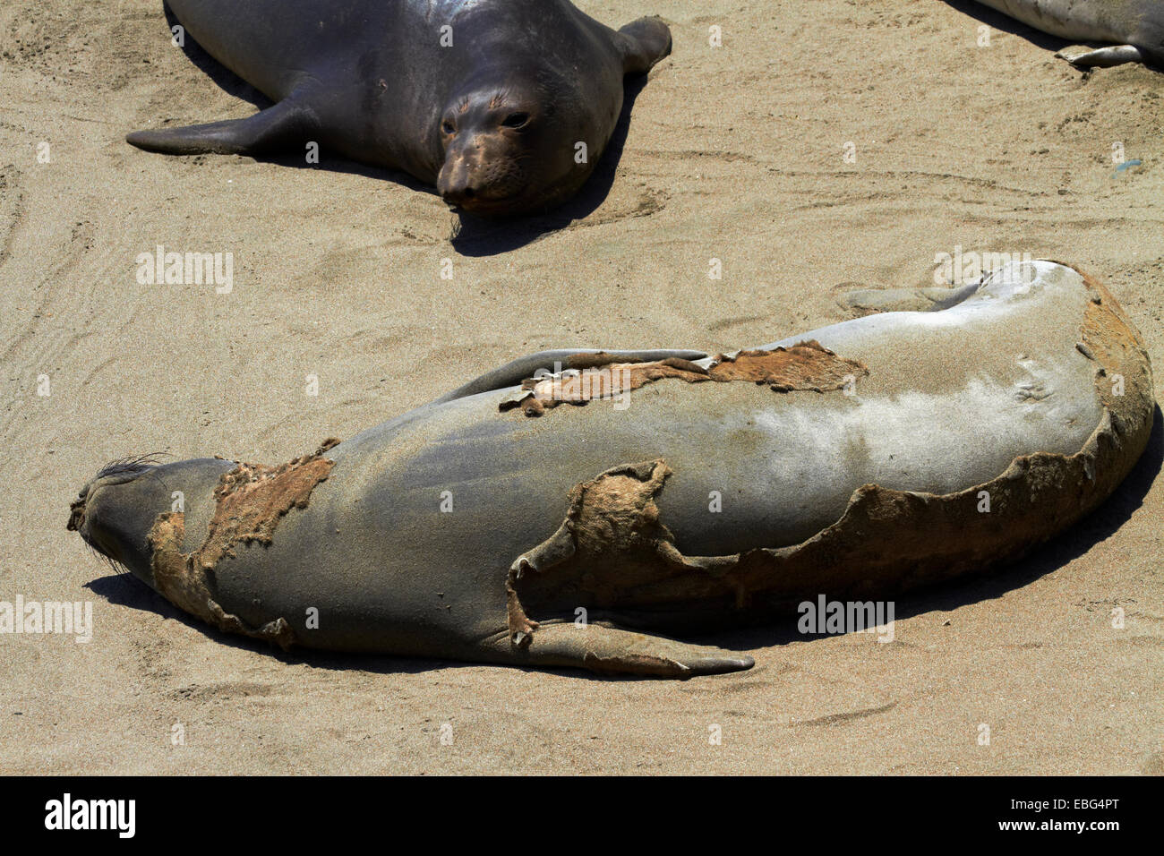 Piedras Blancas Northern Elephant Seal rookery, Pacific Coast Highway ...