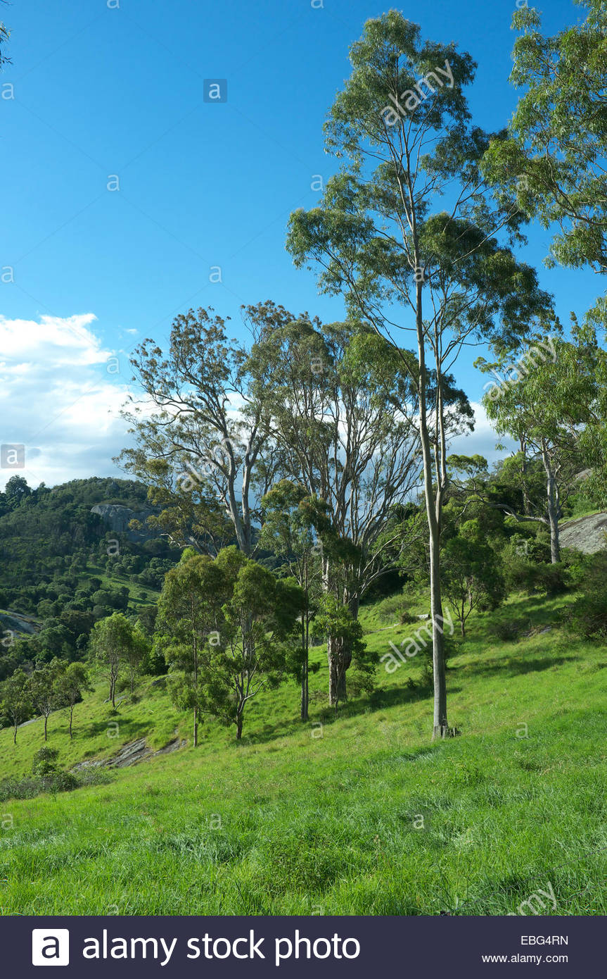 Australian Countryside Stock Photos & Australian Countryside Stock ...