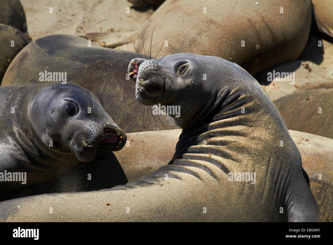 Piedras Blancas Northern Elephant Seal rookery, Pacific Coast Highway ...