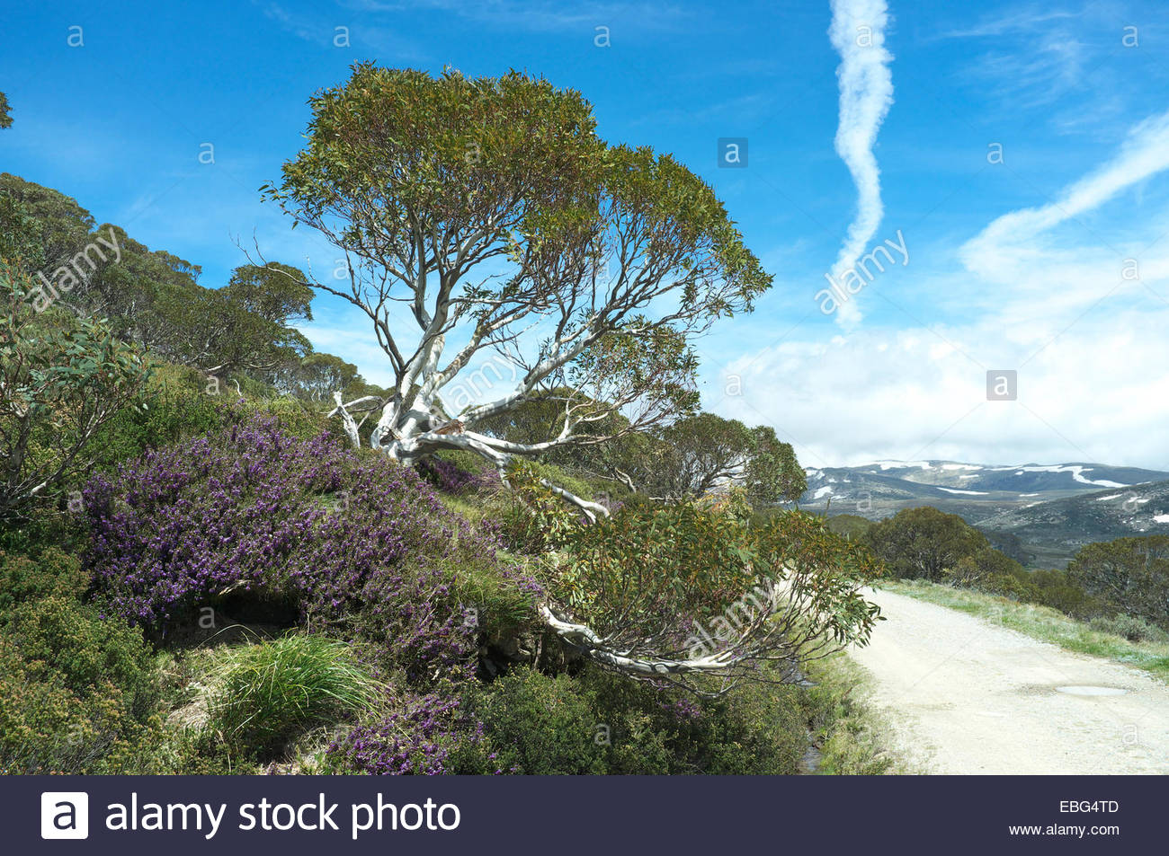 Australian Mountain Eucalyptus High Resolution Stock Photography and ...