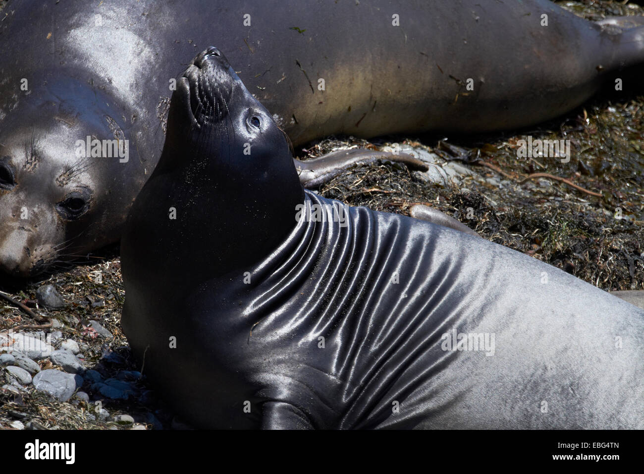Piedras Blancas Northern Elephant Seal rookery, Pacific Coast Highway ...