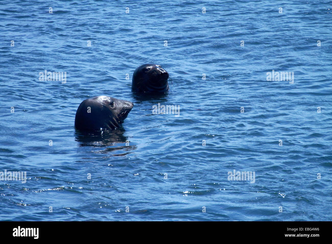 Piedras Blancas Northern Elephant Seal rookery, Pacific Coast Highway ...