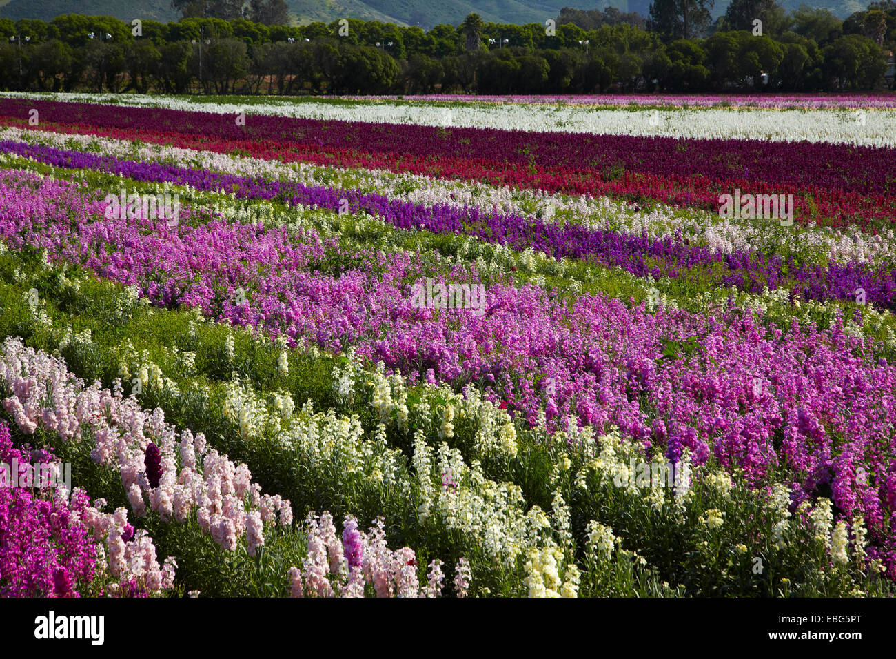 Flower Fields, Lompoc, Santa Barbara County, Central Coast, California ...