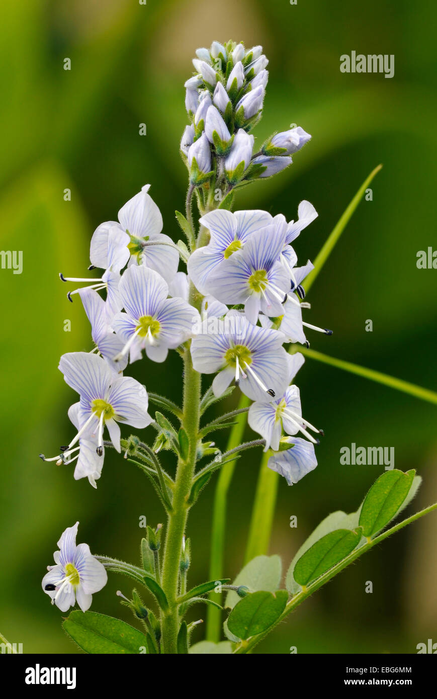 Speedwell flower hi-res stock photography and images - Alamy