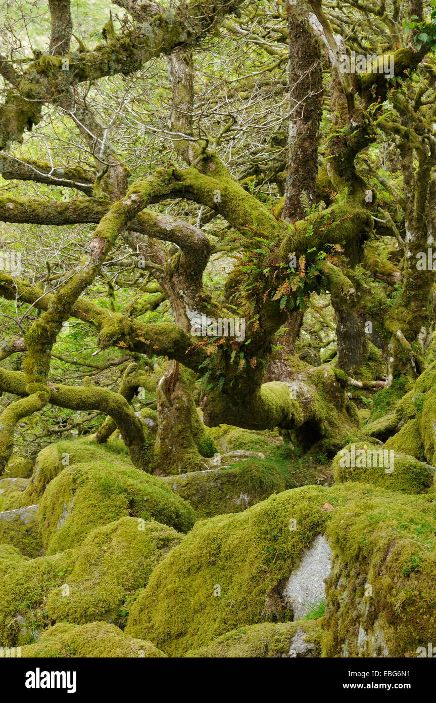 Moss covered Granite Boulders & Oak Trees with epiphytic mosses ...