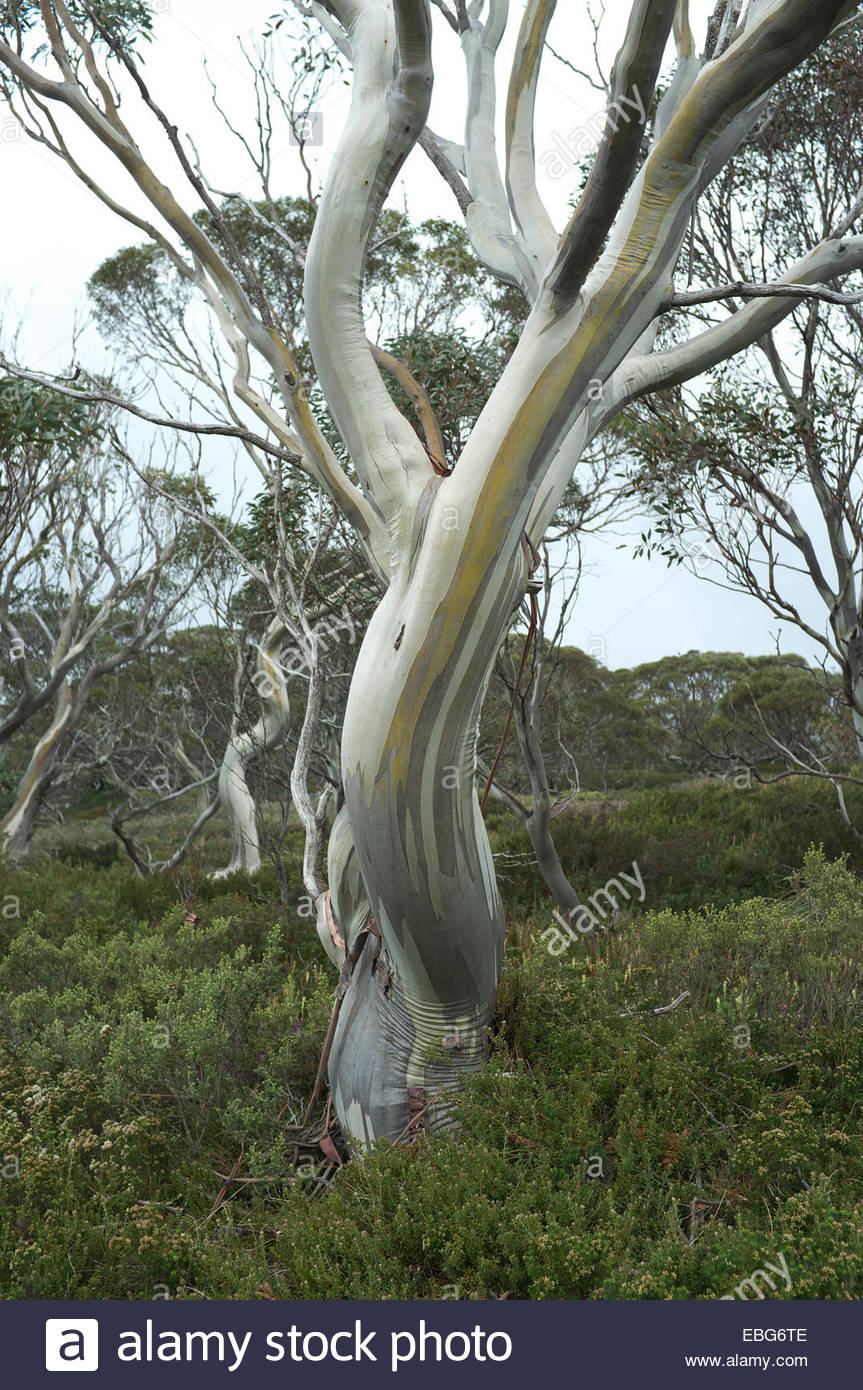 Eucalyptus Pauciflora Snow Gum High Resolution Stock Photography and ...