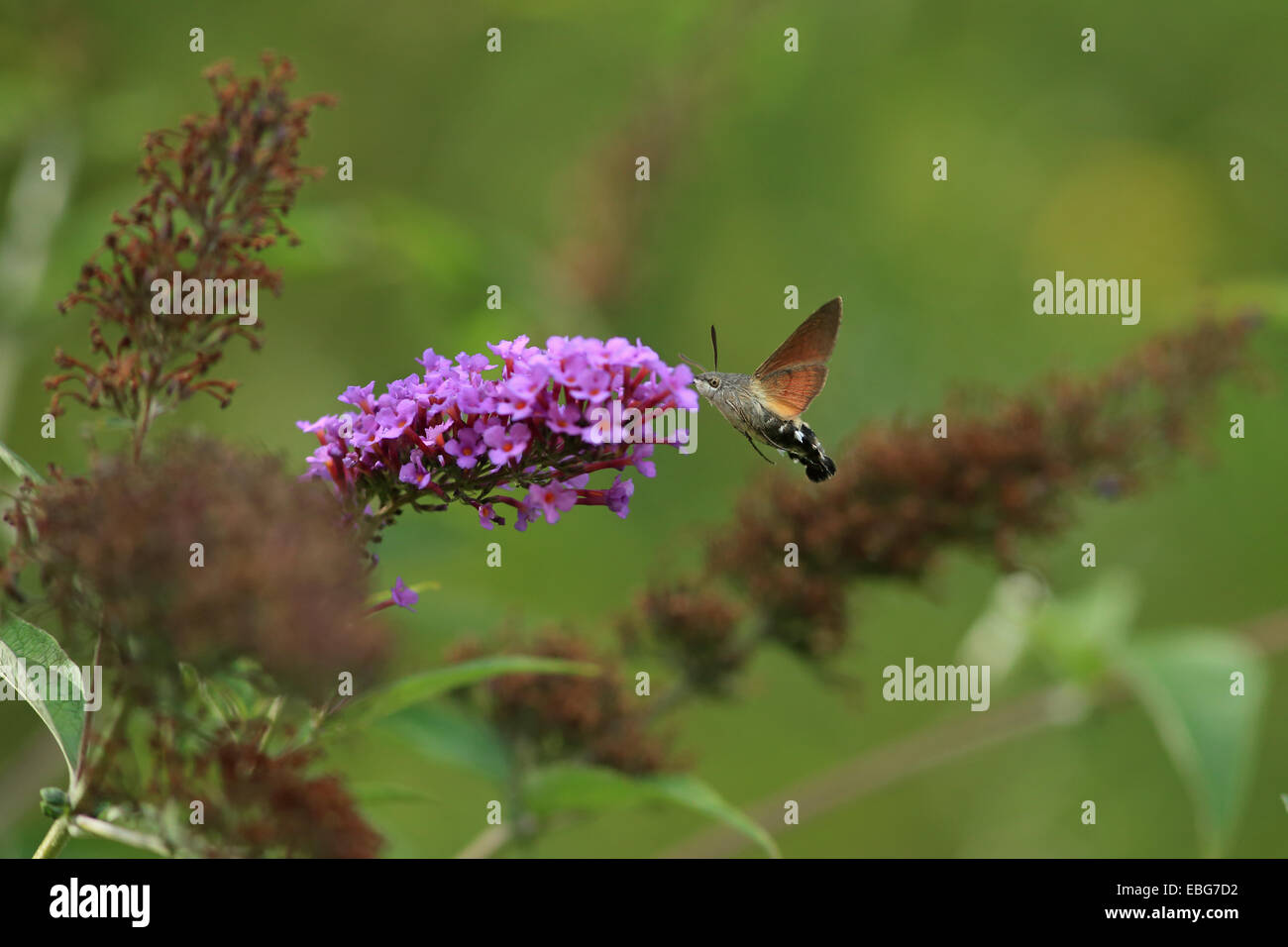 Hummingbird Hawkmoth (Macroglossum stellatarum Stock Photo - Alamy