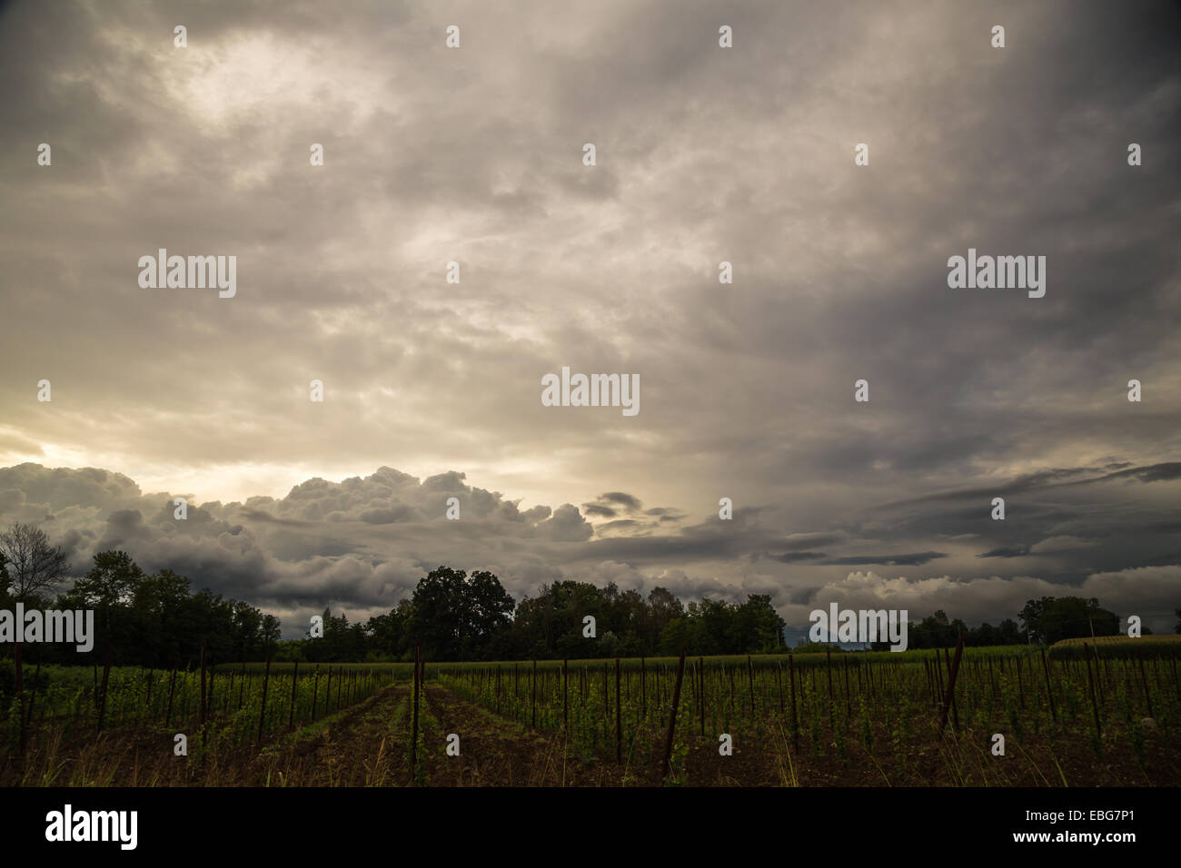 storm is coming on a corn field Stock Photo - Alamy