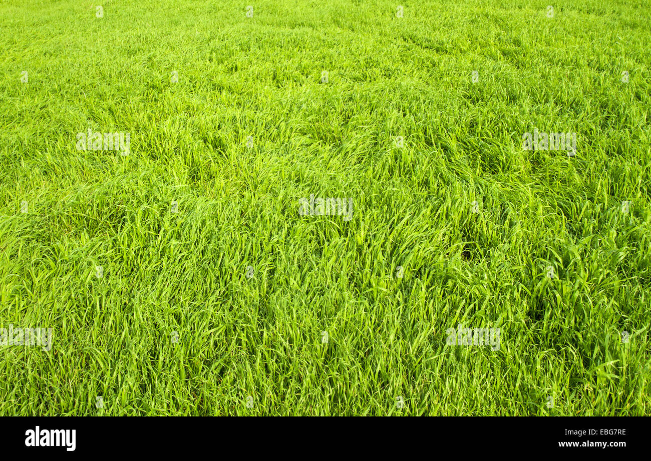 Green grass seamless texture. Seamless in only horizontal dimension ...