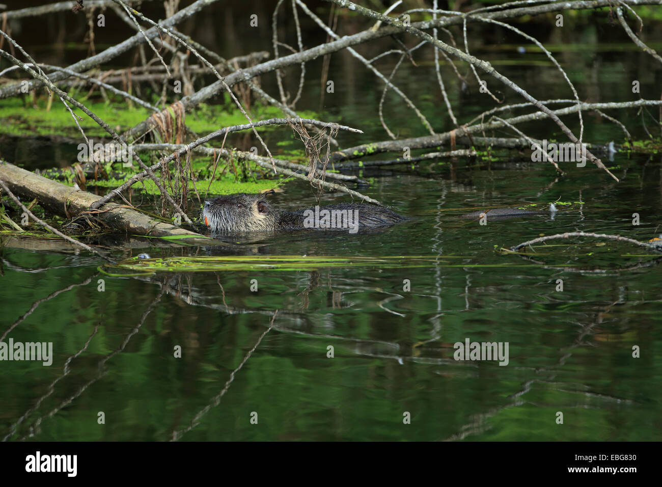 Coypu (Myocastor coypus Stock Photo - Alamy