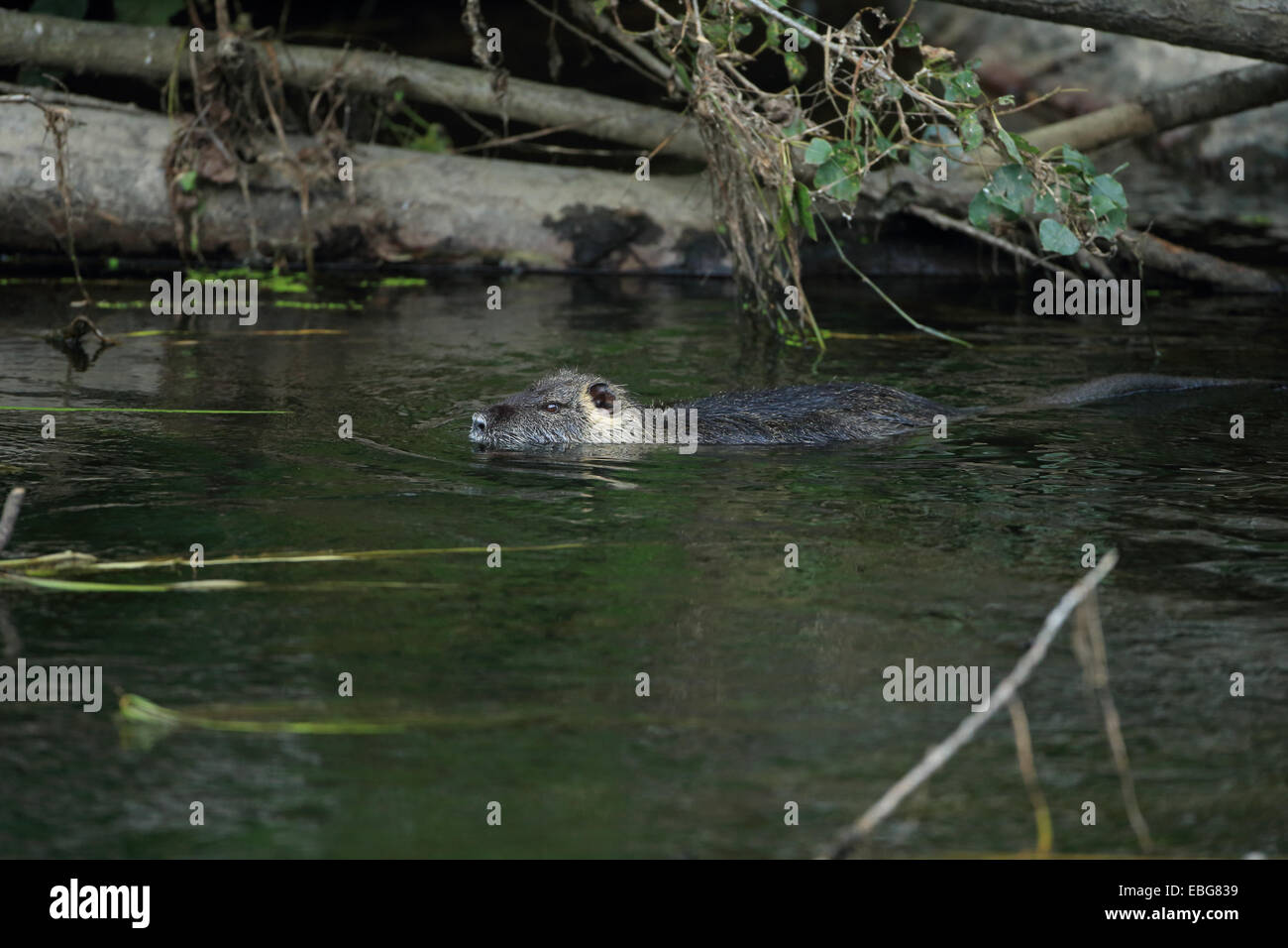 Coypu (Myocastor coypus Stock Photo - Alamy
