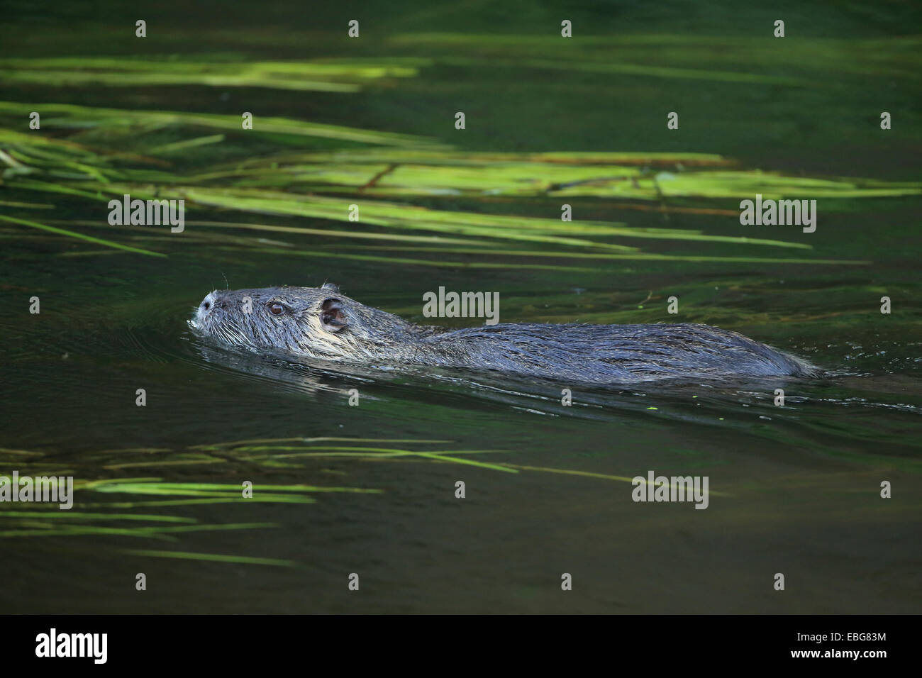 Coypu (Myocastor coypus Stock Photo - Alamy