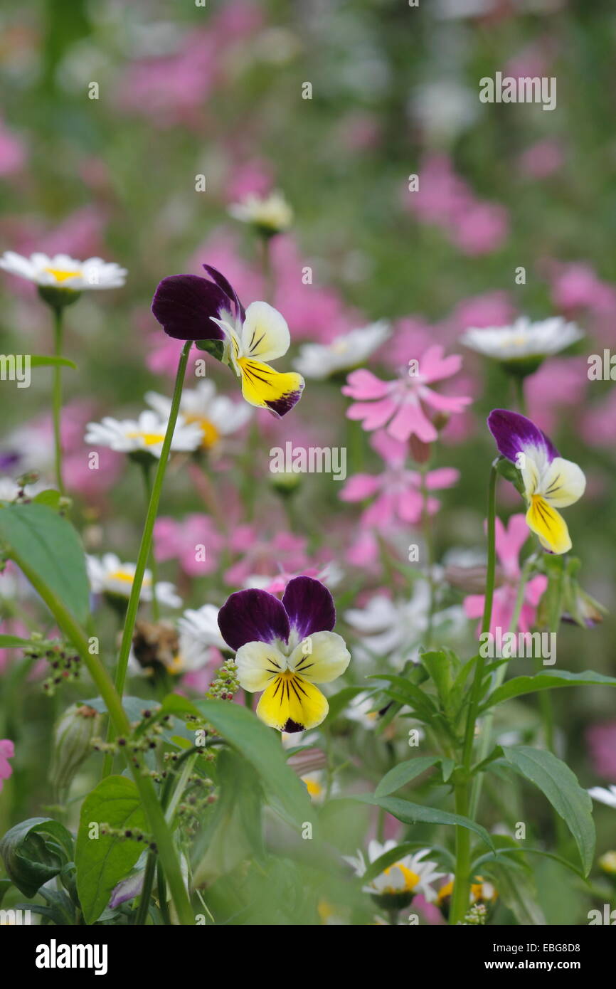 Horned Violet (Viola cornuta Stock Photo - Alamy
