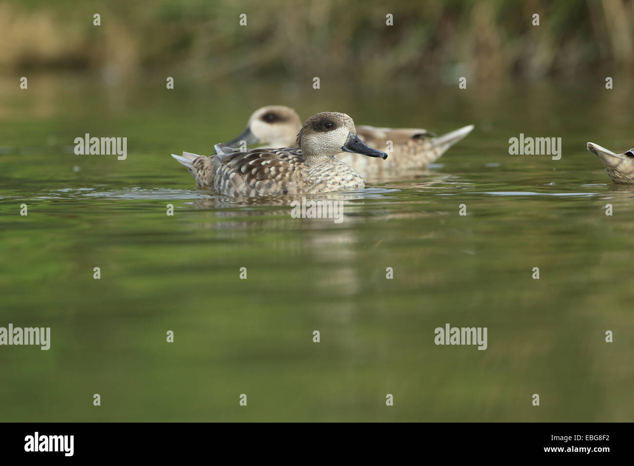 Marbled duck hi-res stock photography and images - Alamy