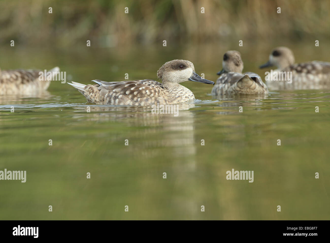 Marbled duck hi-res stock photography and images - Alamy