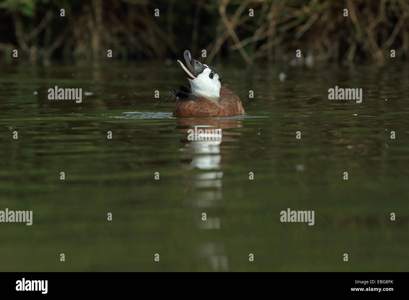 White-headed Duck (Oxyura leucocephala Stock Photo - Alamy