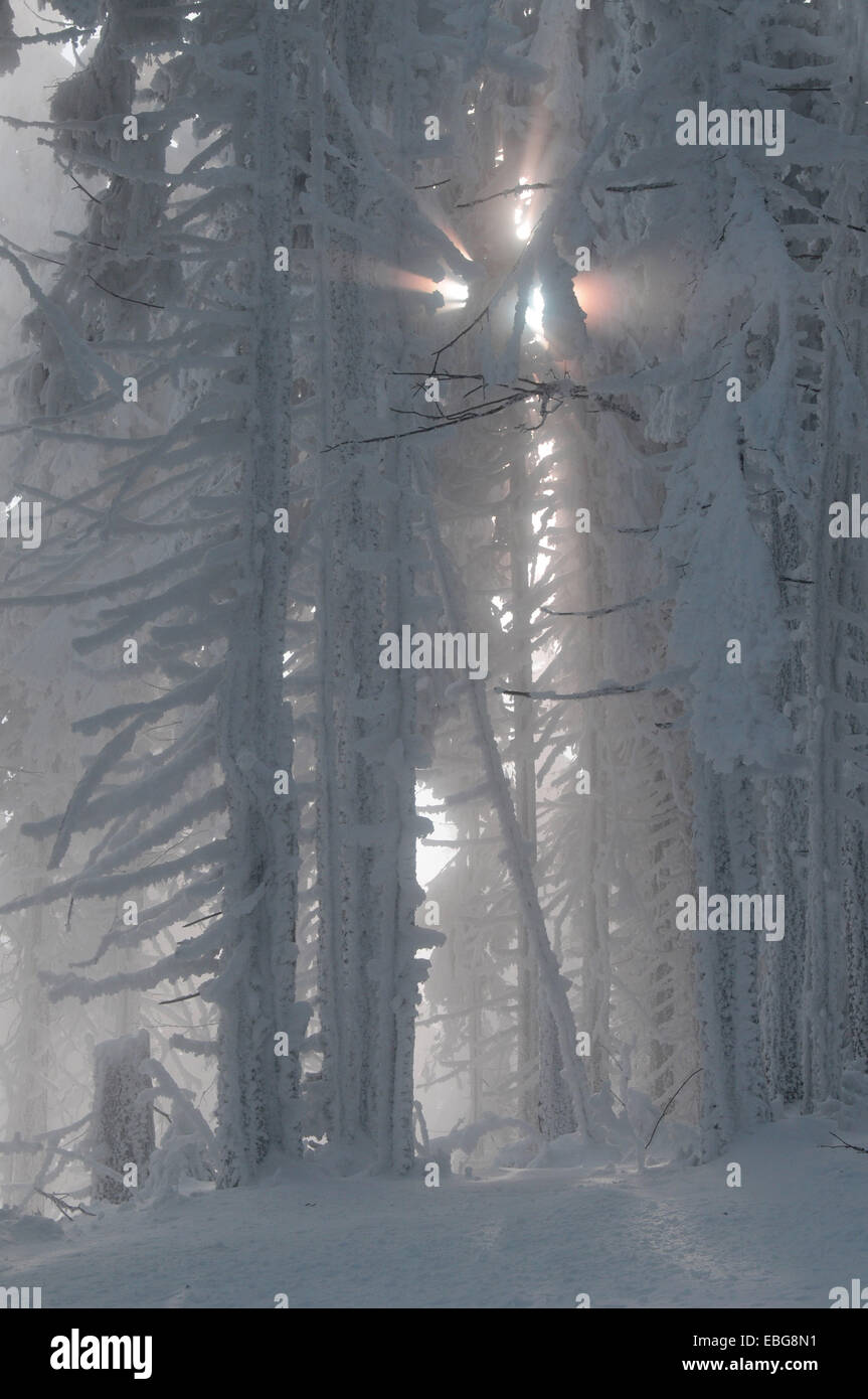 Sun struck hi-res stock photography and images - Alamy